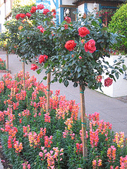 Growing Tree Roses - Midwest Gardening