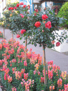 Growing Tree Roses - Midwest Gardening