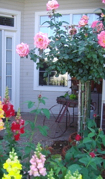 Growing Tree Roses - Midwest Gardening