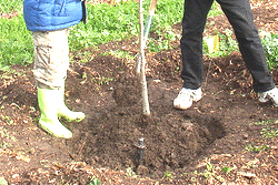 Planting a Tree - Midwest Gardening