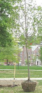 Special Instructions for Planting B&B and Bare Root Trees - Midwest ...