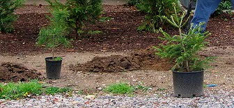 How to Plant Evergreens - Midwest Gardening
