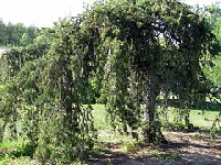 Why, How and When to Prune Evergreens - Midwest Gardening
