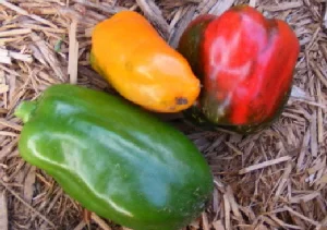 Choosing Peppers to Grow - Midwest Gardening
