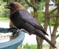 Midwest Birds - Midwest Gardening