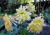 Fall Blooming Garden Mums - Midwest Gardening