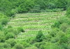 Microclimates - Midwest Gardening
