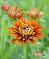 Rudbeckia - Midwest Gardening