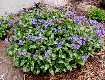 Pulmonaria Lungwort - Midwest Gardening