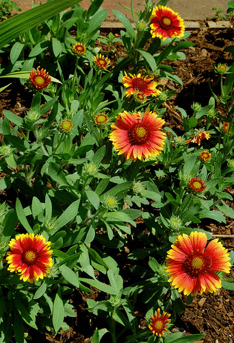 Gaillardia Blanket Flower - Midwest Gardening