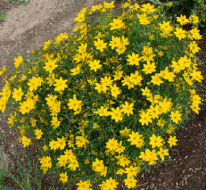 Select and Grow Coreopsis - Midwest Gardening
