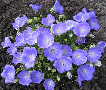 Campanula bellflower - Midwest Gardening
