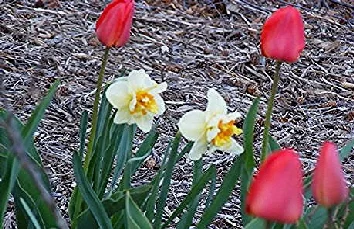 How and When to Prepare Your Gardens in Spring - Midwest Gardening