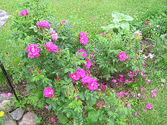 More Rugosa Roses - Midwest Gardening