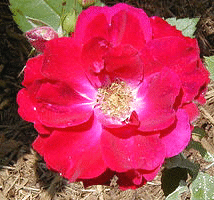 Canadian Explorer Roses - Midwest Gardening