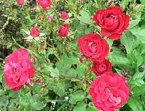 Canadian Explorer Roses - Midwest Gardening
