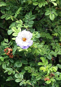 Canadian Explorer Roses - Midwest Gardening