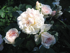 Canadian Parkland Roses - Midwest Gardening