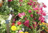Fairy Roses, Polyantha - Midwest Gardening