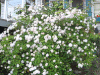 Polyantha Roses - Midwest Gardening