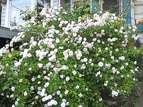 Polyantha Roses - Midwest Gardening