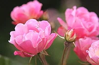 Polyantha Roses - Midwest Gardening