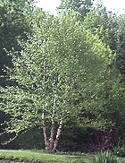 Small to Medium Trees over 30 feet - Midwest Gardening