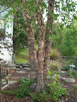 Small to Medium Trees over 30 feet - Midwest Gardening