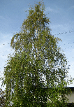 Small to Medium Trees over 30 feet - Midwest Gardening