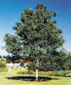Small to Medium Trees over 30 feet - Midwest Gardening