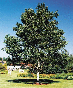 Small to Medium Trees over 30 feet - Midwest Gardening