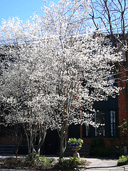 Small Ornamental Trees - Midwest Gardening