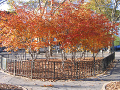 Small Ornamental Trees - Midwest Gardening