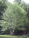 Small Ornamental Trees - Midwest Gardening