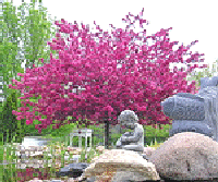 Small Ornamental Trees - Midwest Gardening