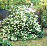 Best Performing Shrubs - Midwest Gardening