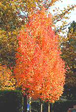 Red Maple Trees - Midwest Gardening
