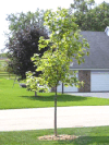 Norway Maple Trees - Midwest Gardening