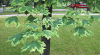 Norway Maple Trees - Midwest Gardening