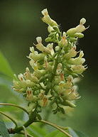 Buckeye Trees - Midwest Gardening