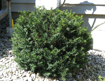 Small Evergreen Shrubs - Midwest Gardening