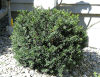 Small Evergreen Shrubs - Midwest Gardening