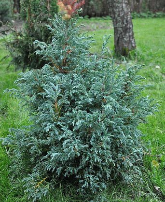Large Evergreen Shrubs - Midwest Gardening