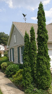 Large Evergreen Shrubs - Midwest Gardening