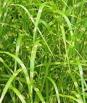 17 Best Perennial Ornamental Grasses - Midwest Gardening