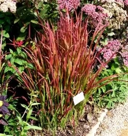 Red Ornamental Grasses