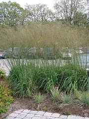 17 Best Perennial Ornamental Grasses - Midwest Gardening