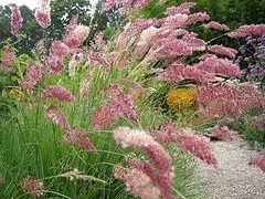17 Best Perennial Ornamental Grasses - Midwest Gardening