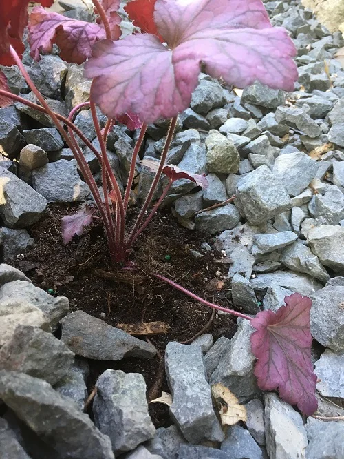 Using Rock in Landscaping: Pros, Cons & Tips - Midwest Gardening