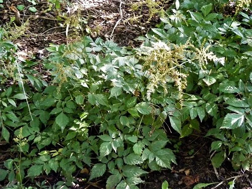 Select and Grow Graceful Astilbe - Midwest Gardening